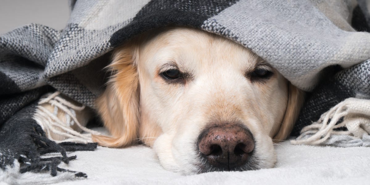 Do dogs need extra bedding in winter? The breeds that do – and don't