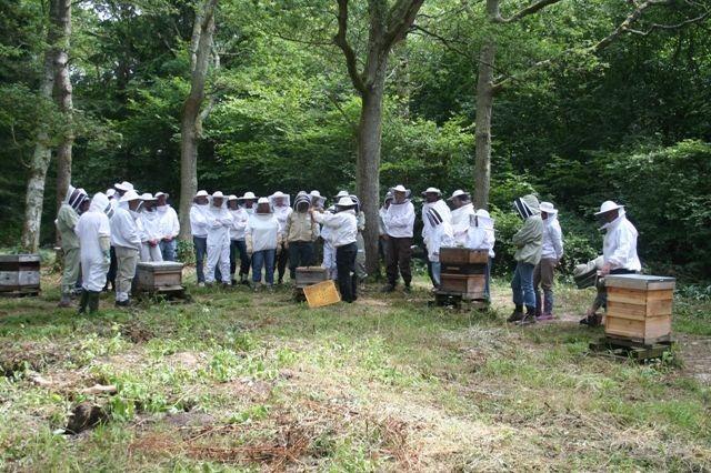 Find out more about apiary at Beekeeping Introductory Day, March 2026