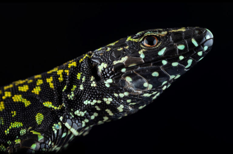 How a biological version of rock-paper-scissors determines if lizard ...