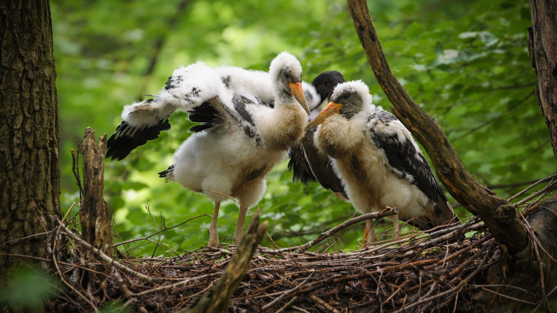 Learning to stand tall in the nest