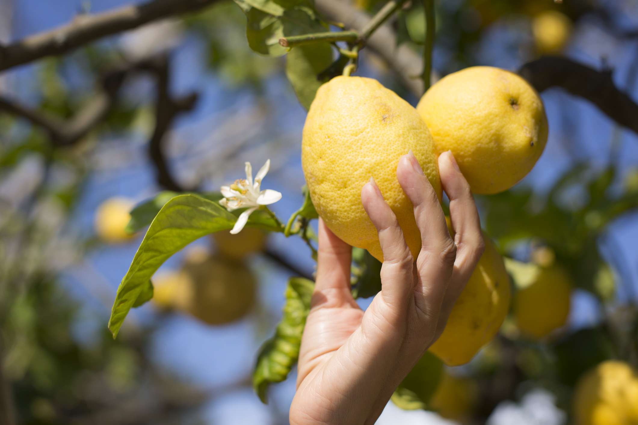 How to harvest lemons—and the best time to do it, according to an expert