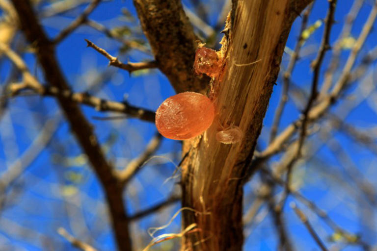How is gum arabic fuelling the war in Sudan?