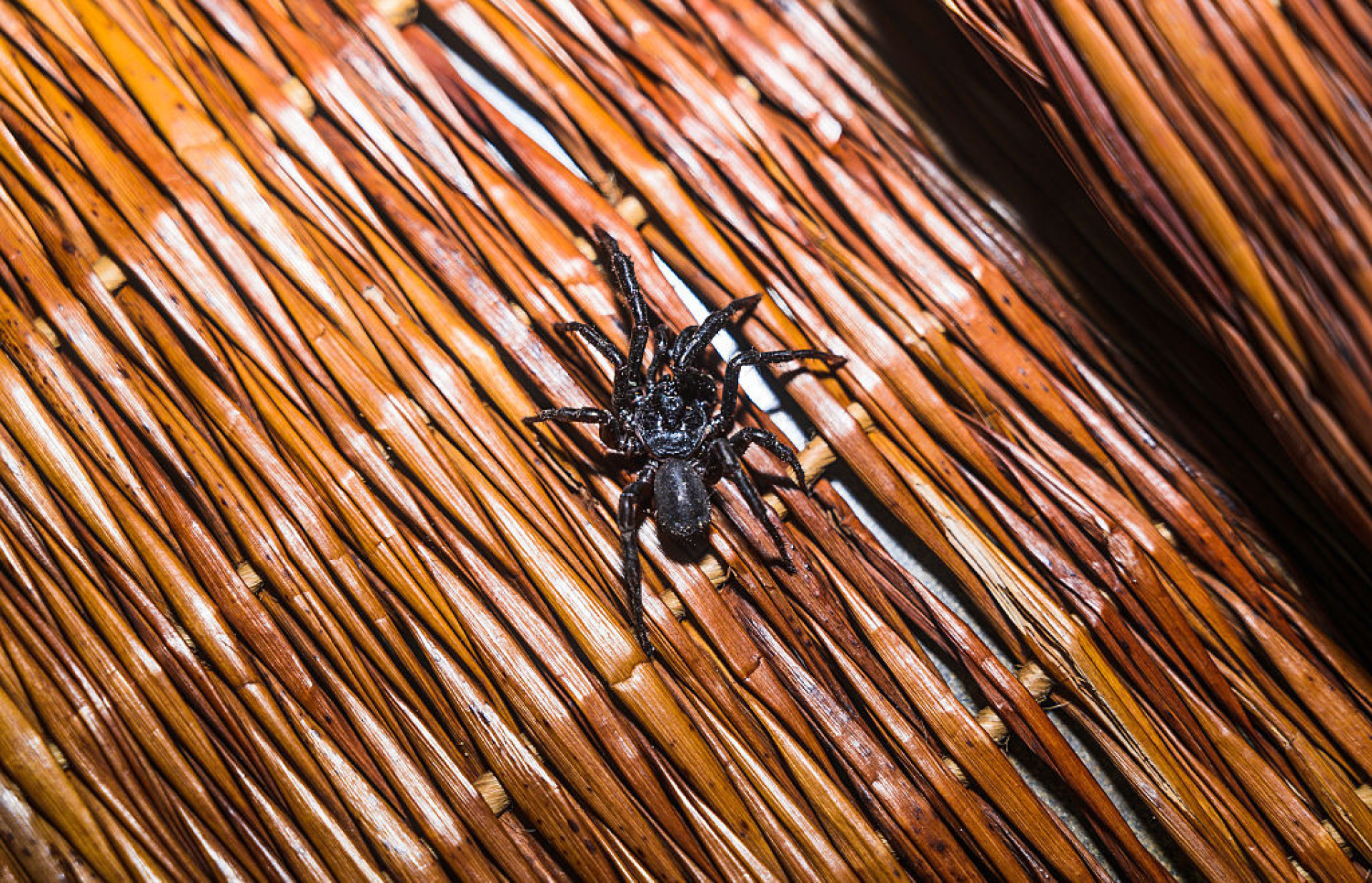 These are the most dangerous creatures on our planet