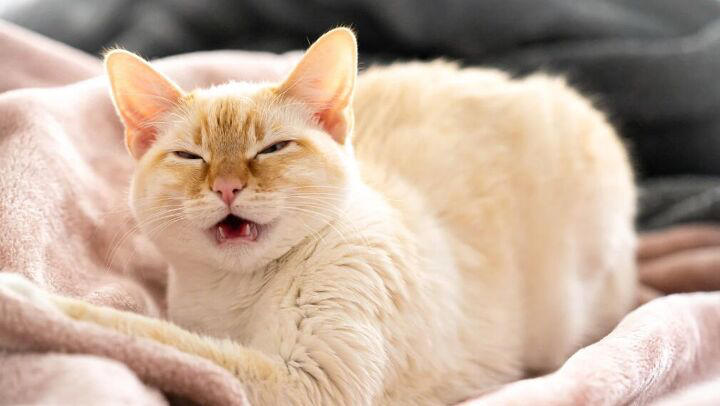 5 household items that could be triggering your pet’s allergies