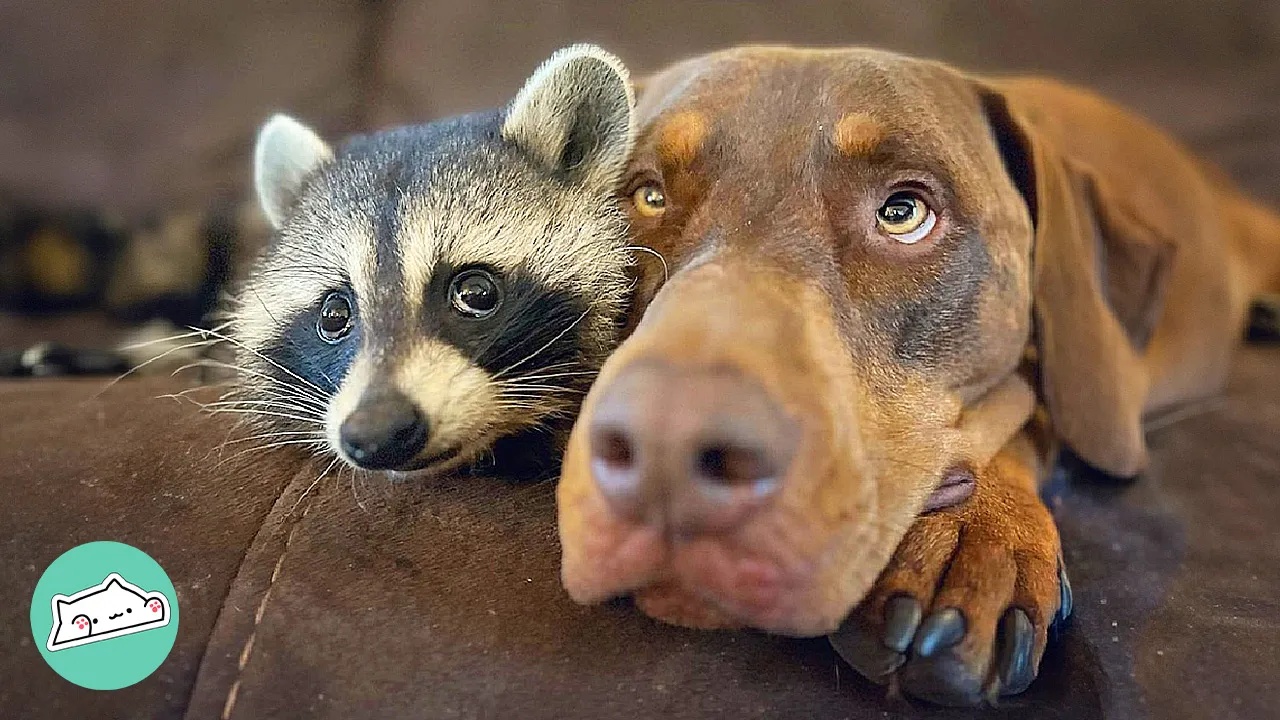 Paralyzed baby raccoon becomes best friends with giant dog