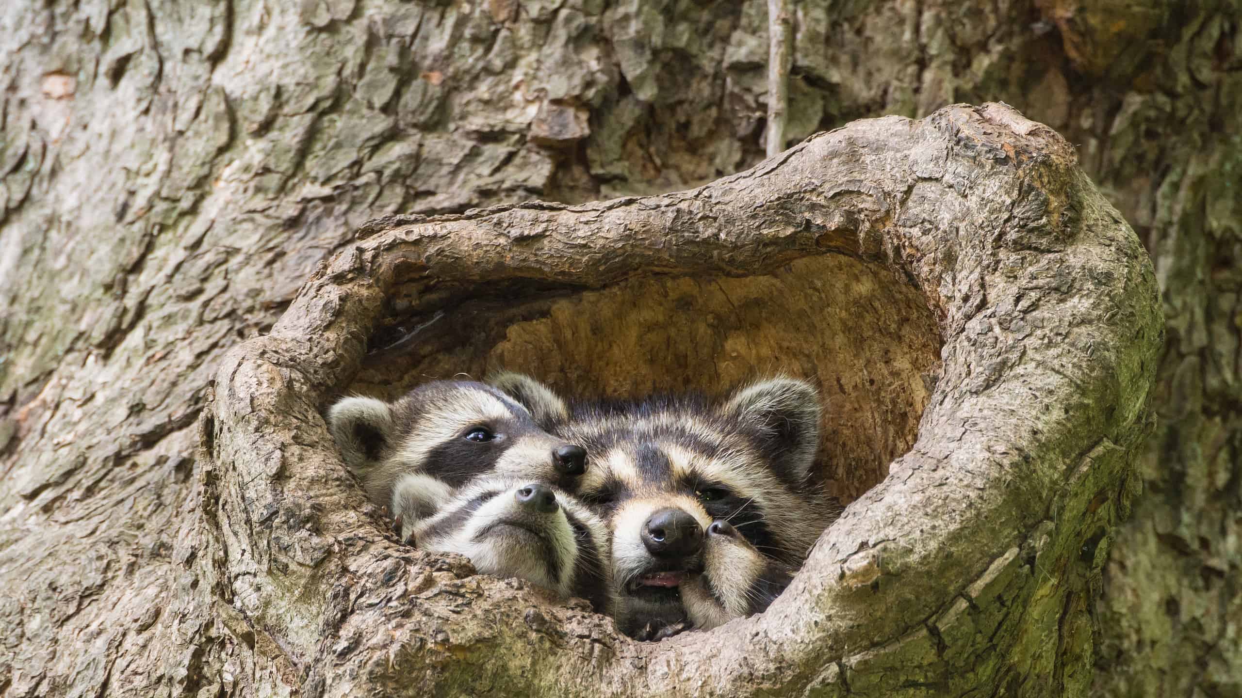 Are you sharing your house with raccoons?