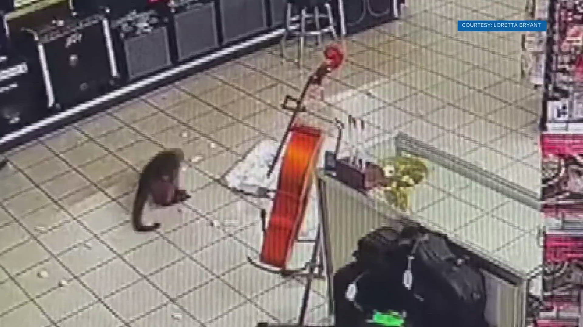 Monkey breaks into business, causes chaos captured on camera