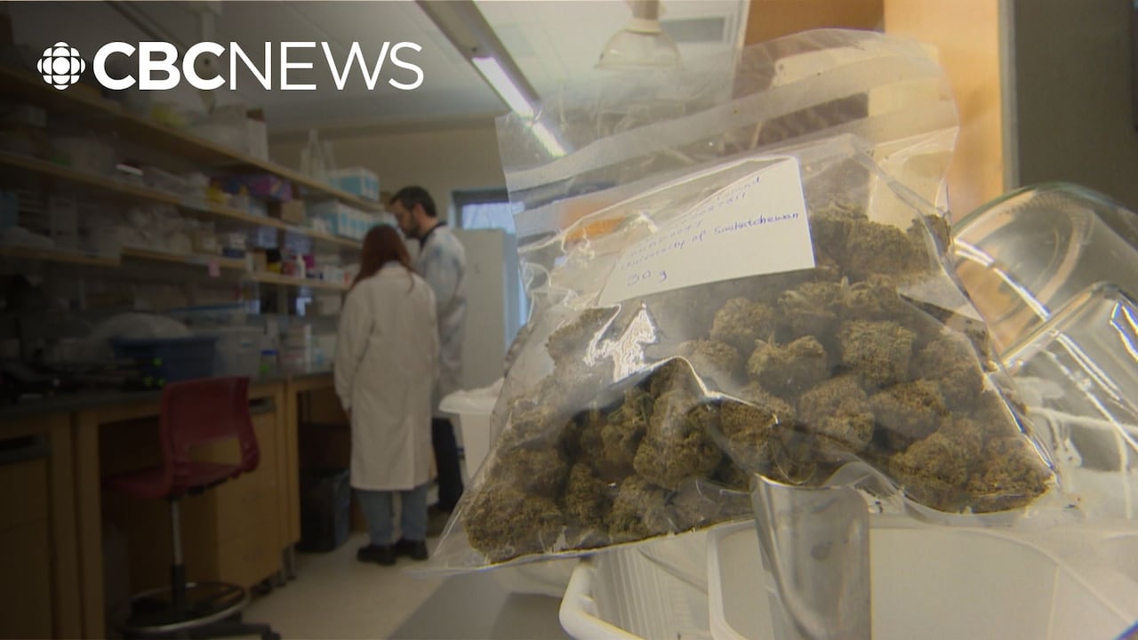 How does using cannabis impact pregnancy? U of Sask. scientists using ...