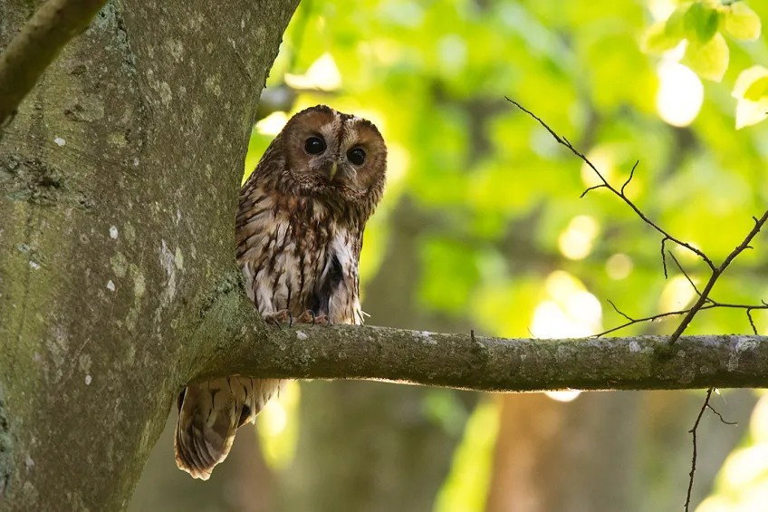 Study finds owl calls make migrating robins eat less at night
