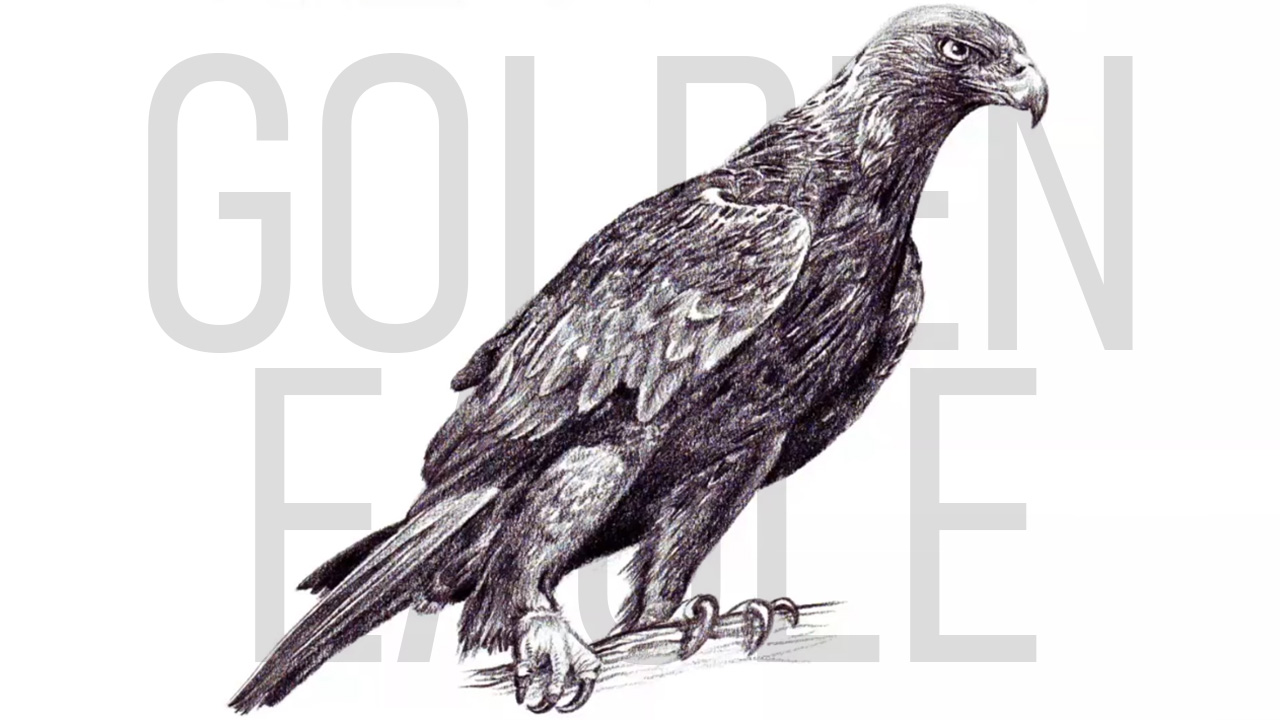 Golden eagle drawing tutorial for beginners and wildlife artists