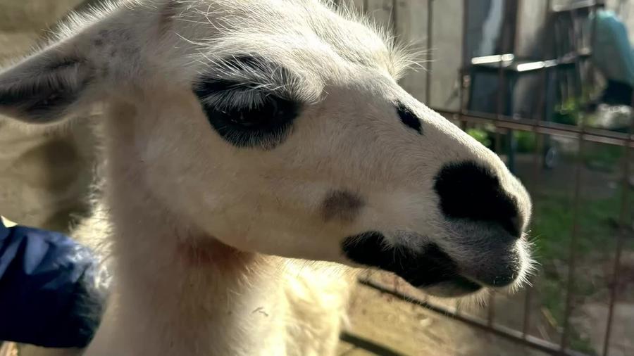 Settimo San Pietro, dall’associazione Zampa Attivi arriva la Befana