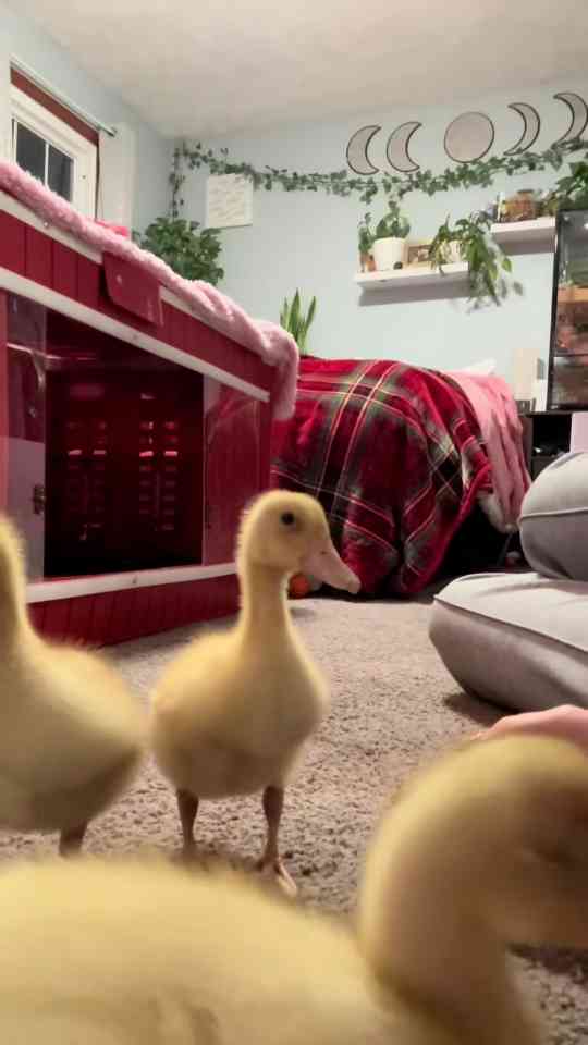 Cute baby animals at the zoo