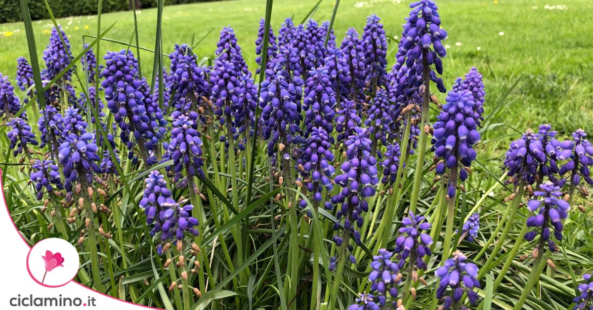 Come moltiplicare il muscari