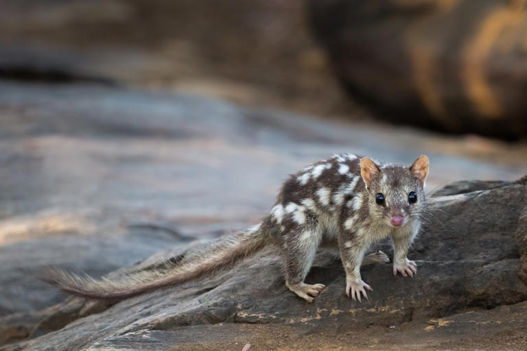 Native cat thought to have vanished seen for the first time in 80 years