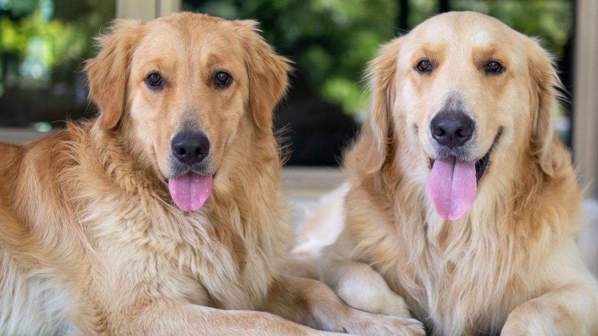 Golden retriever brothers cuddle like they’re human siblings