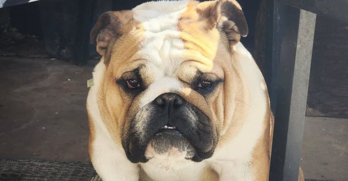 Owners looking beyond social media are finding these 9 dogs