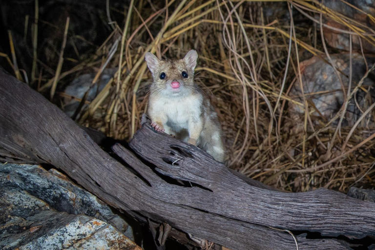 Native cat thought to have vanished seen for the first time in 80 years