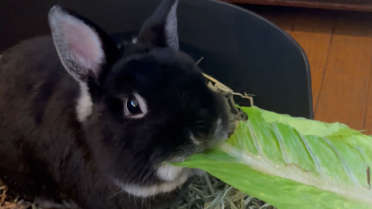 Oddly satisfying sound of a Netherland dwarf rabbit's romaine lettuce feast