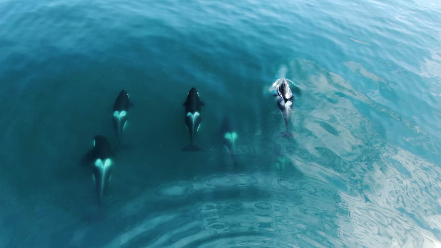 Why do the mighty great white sharks fear orcas?