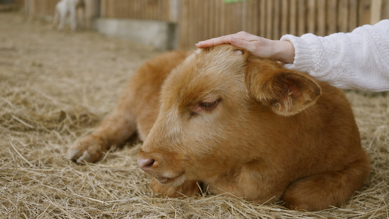 This is how a cow reacts when a woman shows it affection