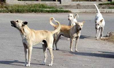Belagavi: Toddler mauled by stray dogs, hospitalised
