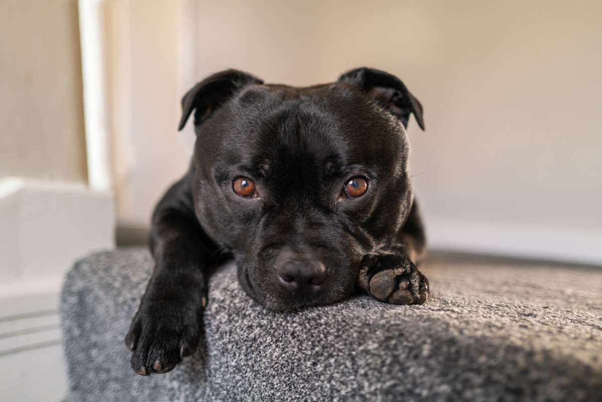 Foster pit bull puppy learns how to go down the stairs after dad ...