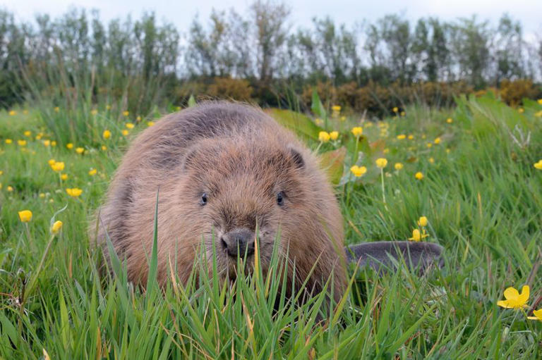 Council touts plans to reintroduce beavers after Derbyshire successes