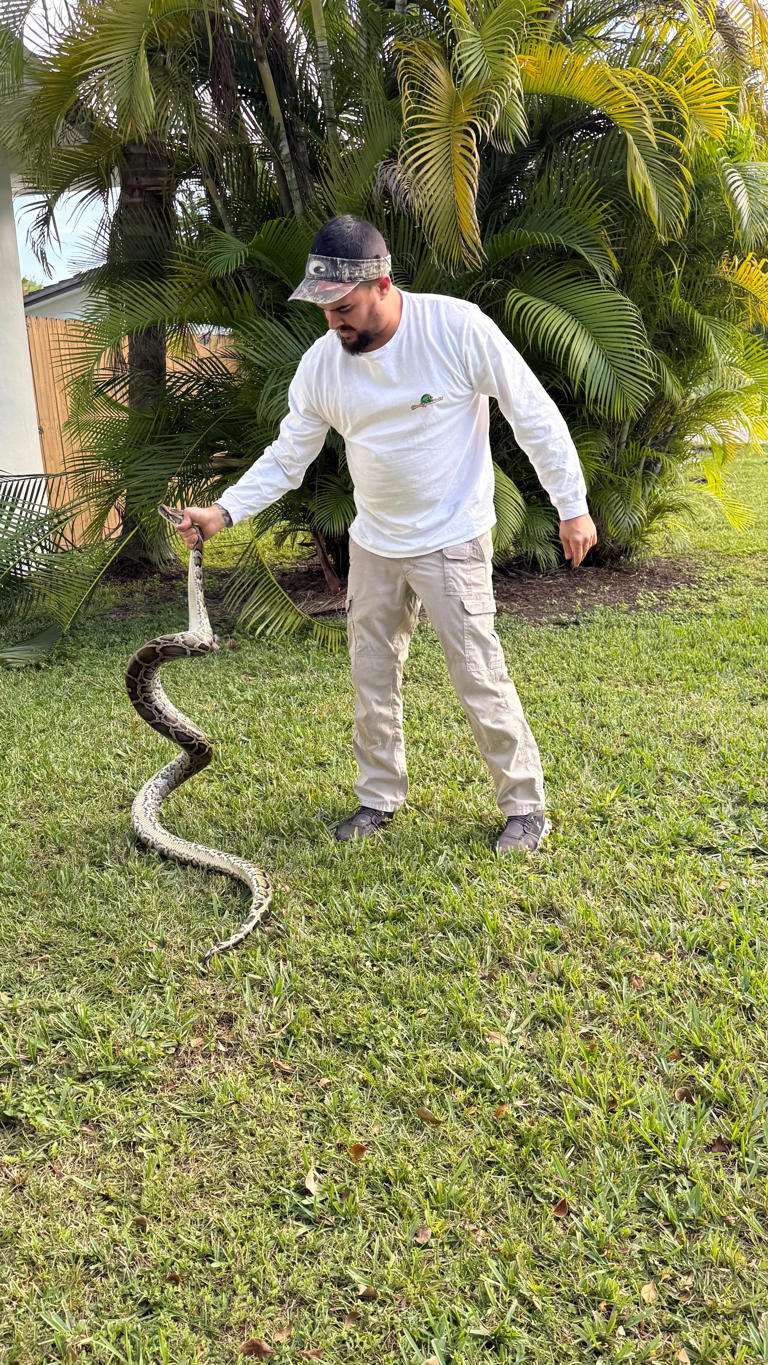 Python in Florida woman's backyard a sign of their movement to urban areas