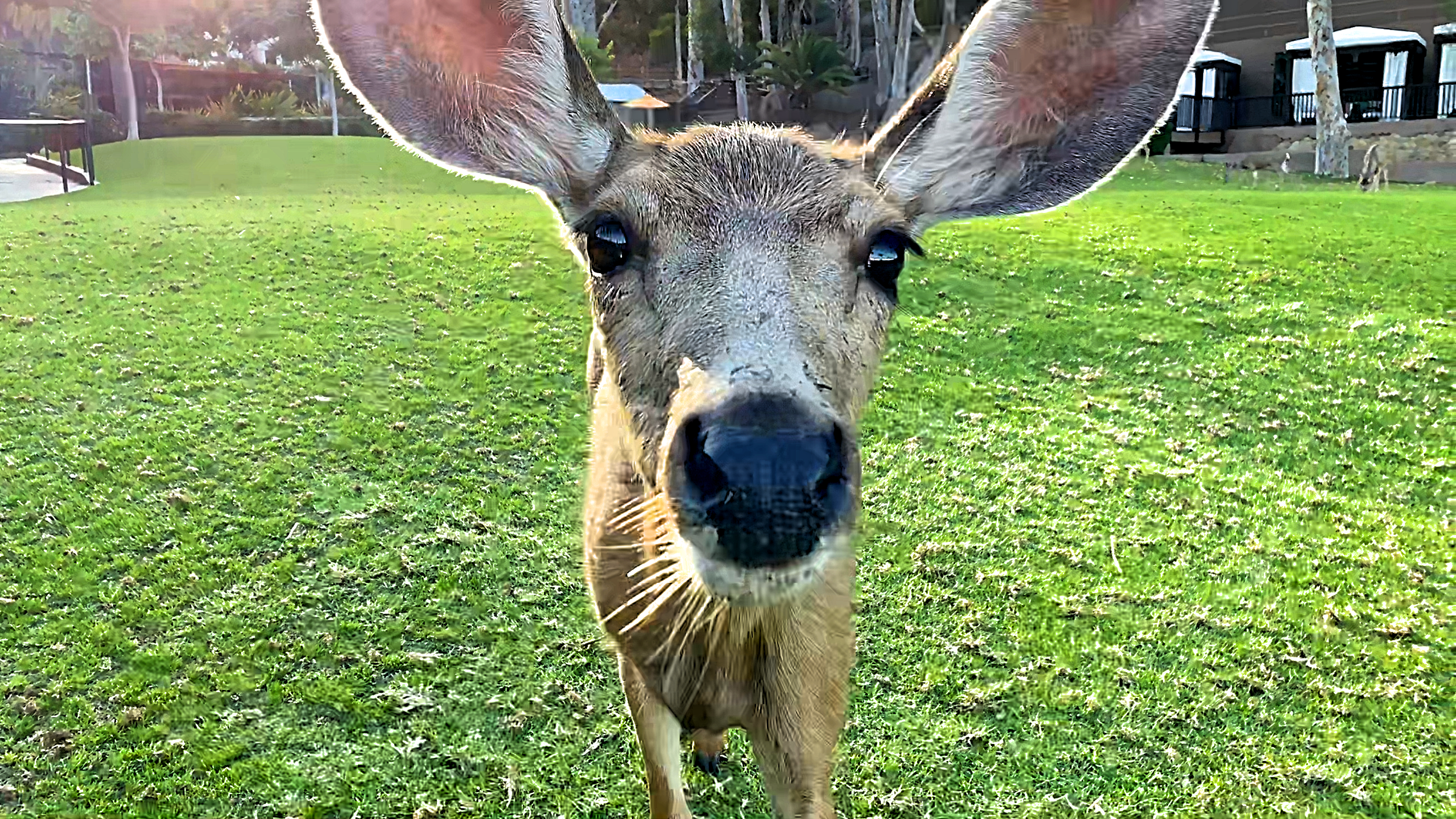 I tried to film a deer up close and got a rare sight