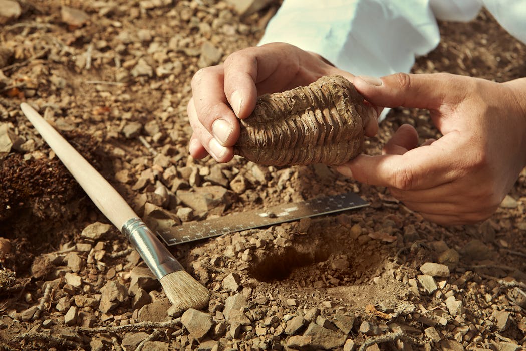 A speeding clock could solve Darwin’s mystery of gaps in animal fossil ...