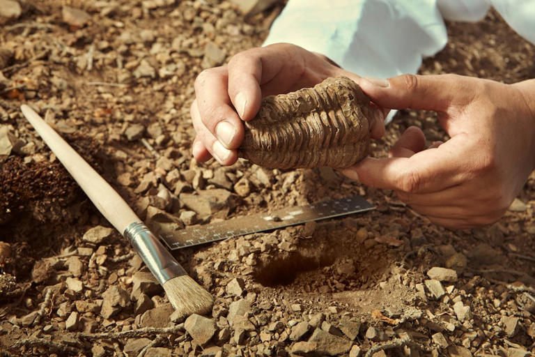 A speeding clock could solve Darwin’s mystery of gaps in animal fossil ...