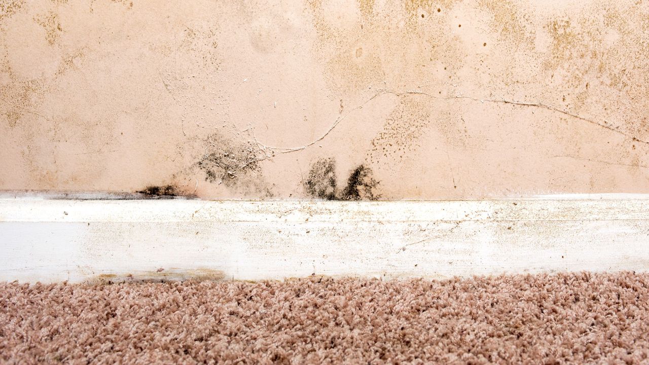 Mouldy carpet? Here's how to clean it