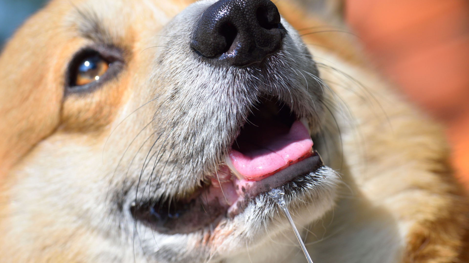 This is what your dog is trying to tell you every time they start drooling