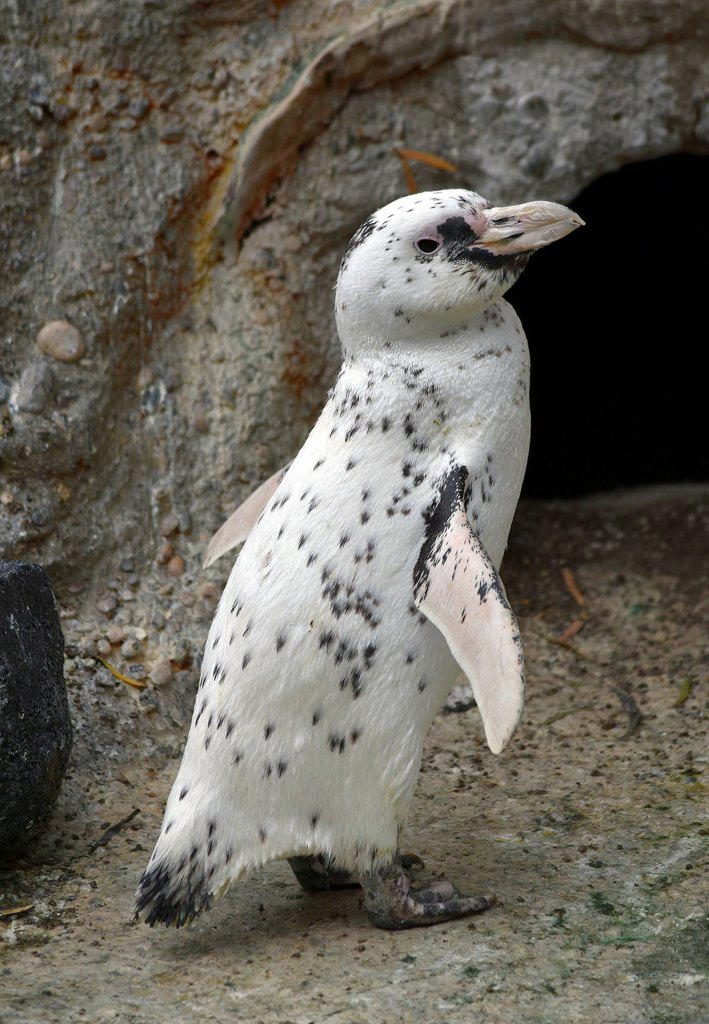 New year off to sad start for SF Zoo as two beloved animals euthanized ...