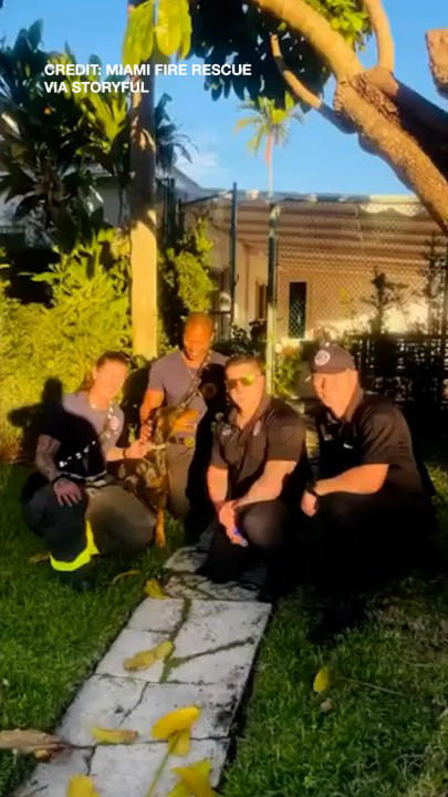 Video: Florida fire crew rescues trapped dog missing after New Year’s ...