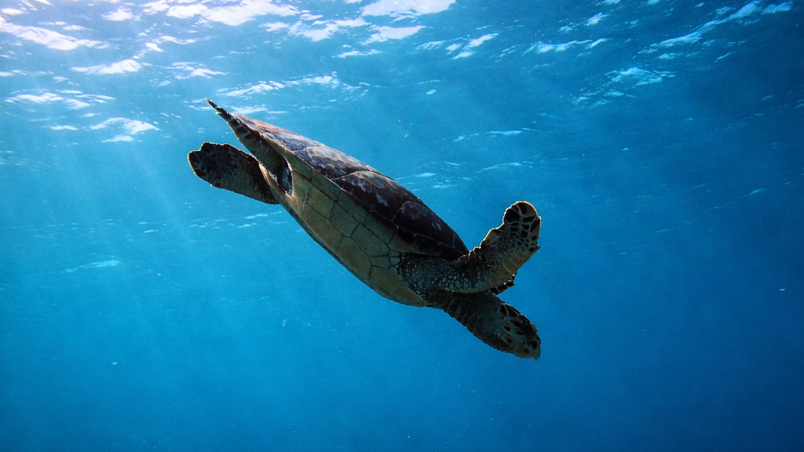 Tortuga elegante en su hábitat natural