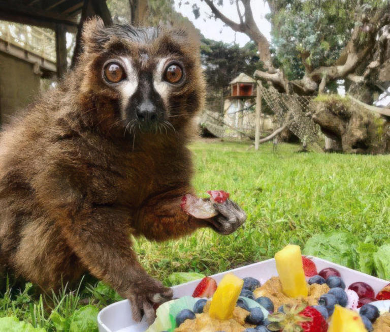 New year off to sad start for SF Zoo as two beloved animals euthanized ...