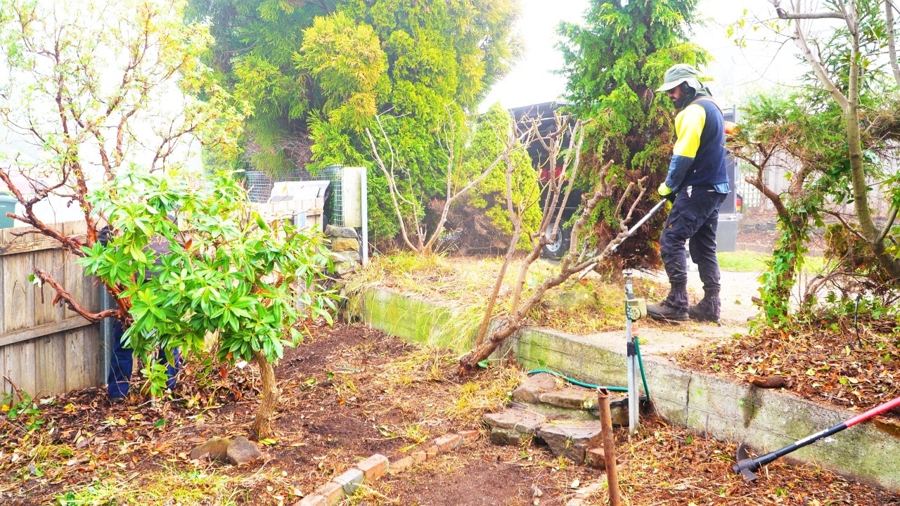 Most satisfying yard cleanup of 2026!