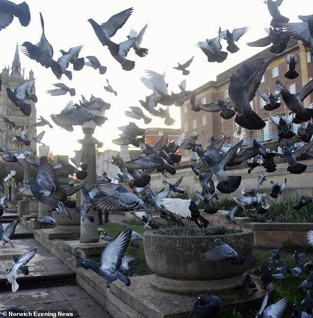 Council hawks fail to stop plague of pigeons - after residents feed the ...