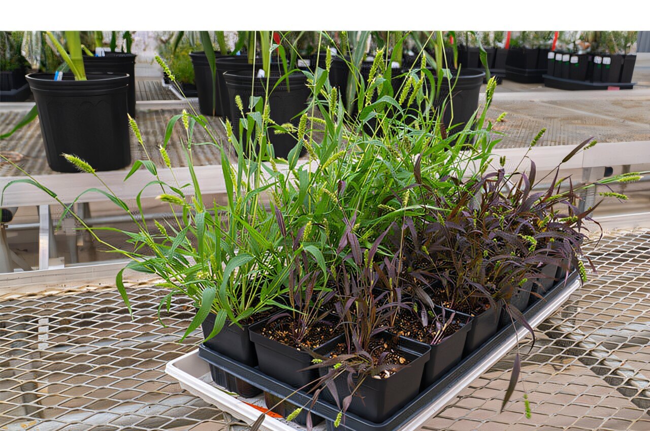 New tools turn grain crops into living biosensors