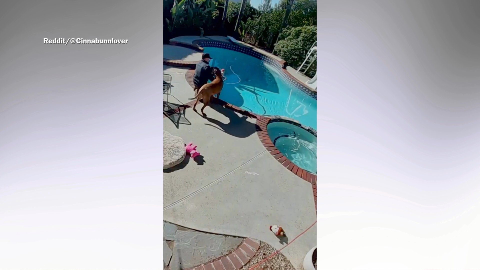 Bullmastiff greets pool worker