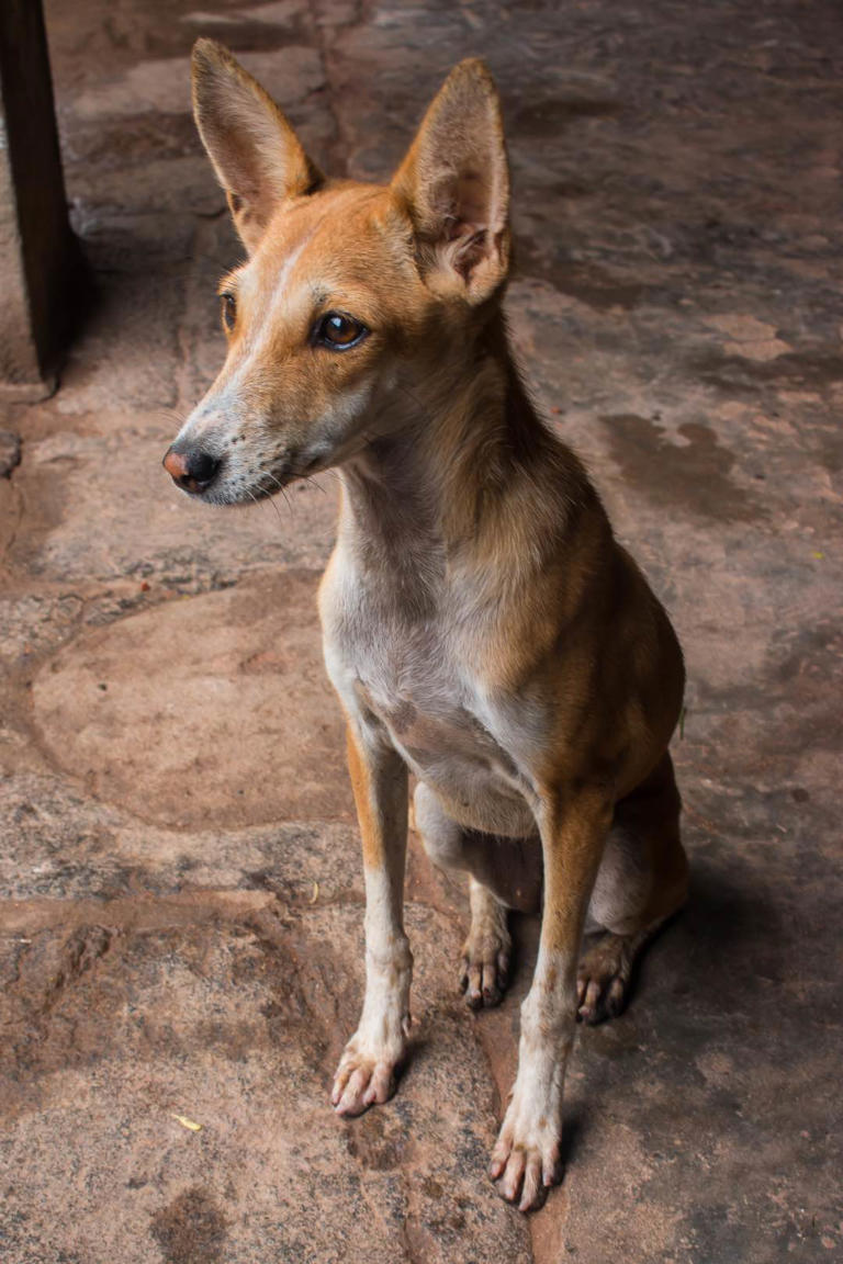 Meet Aloka, the "peace dog" who has joined 19 Buddhist monks on a "walk ...