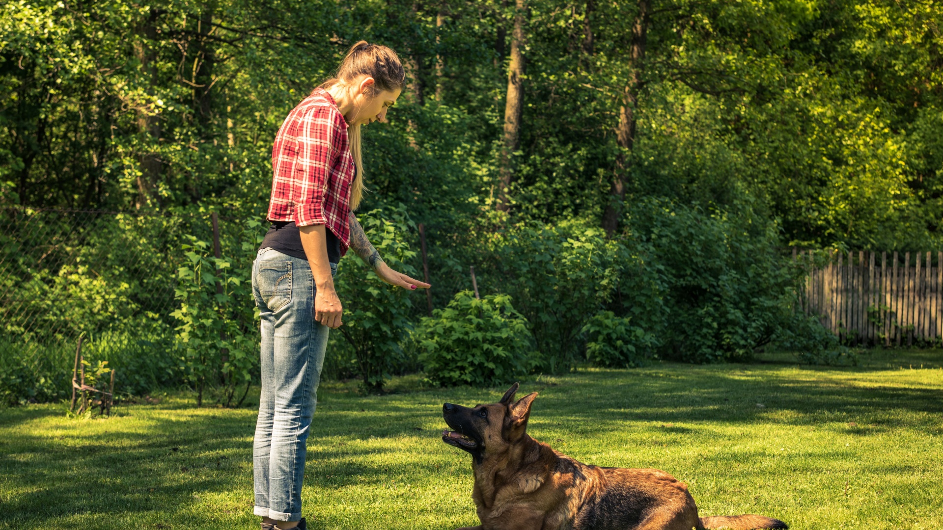 The biggest mistakes in dog training: 9 things you should never do