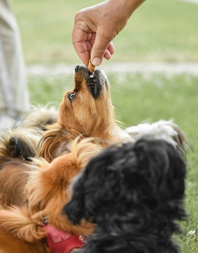 The biggest mistakes in dog training: 9 things you should never do