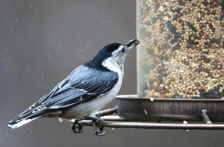 15 things you should never (ever) put in bird feeders, according to experts