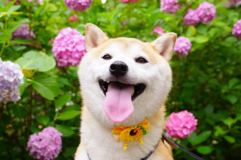 11 of the most independent dog breeds that don’t need constant attention