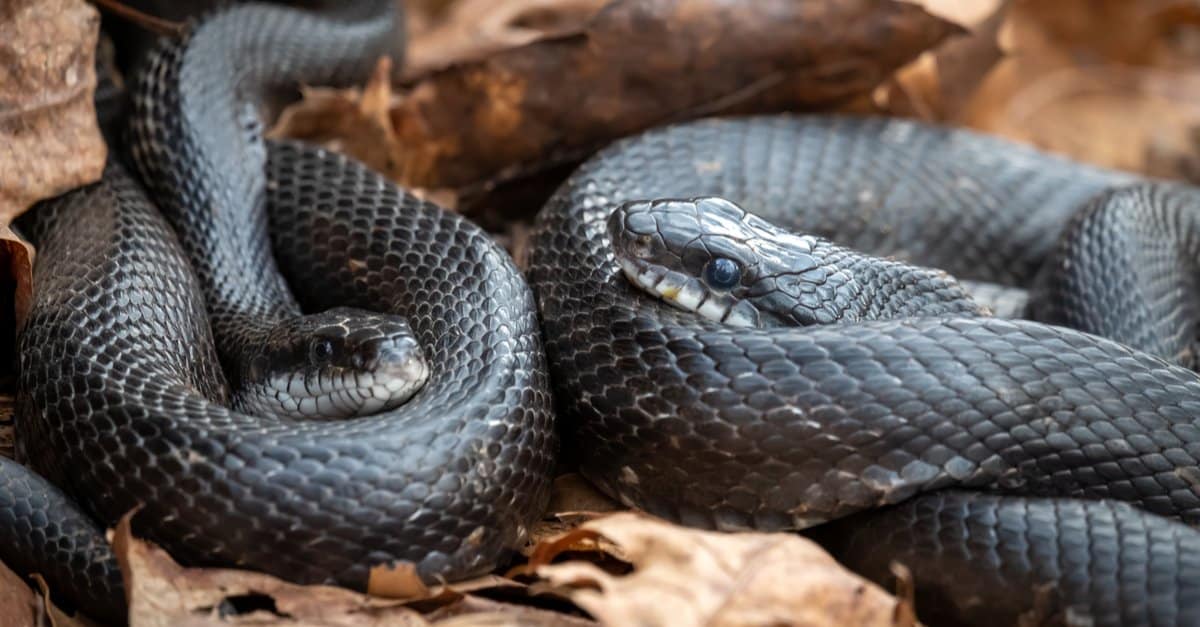 These are the biggest snakes in the United States