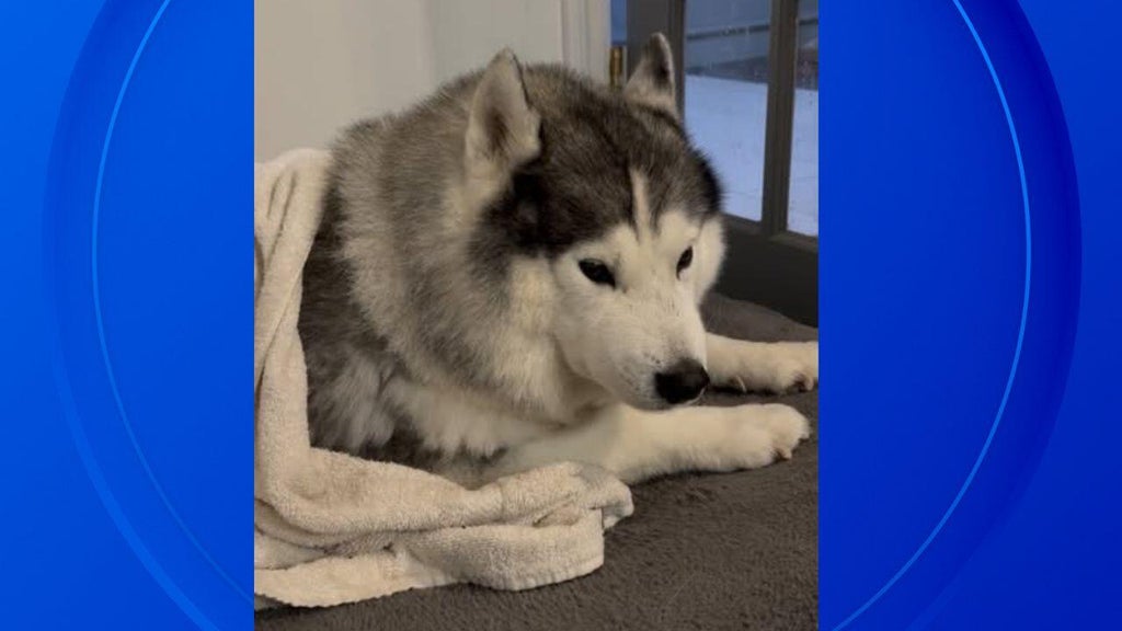 Windsor police rescue dog from icy waters of Detroit River