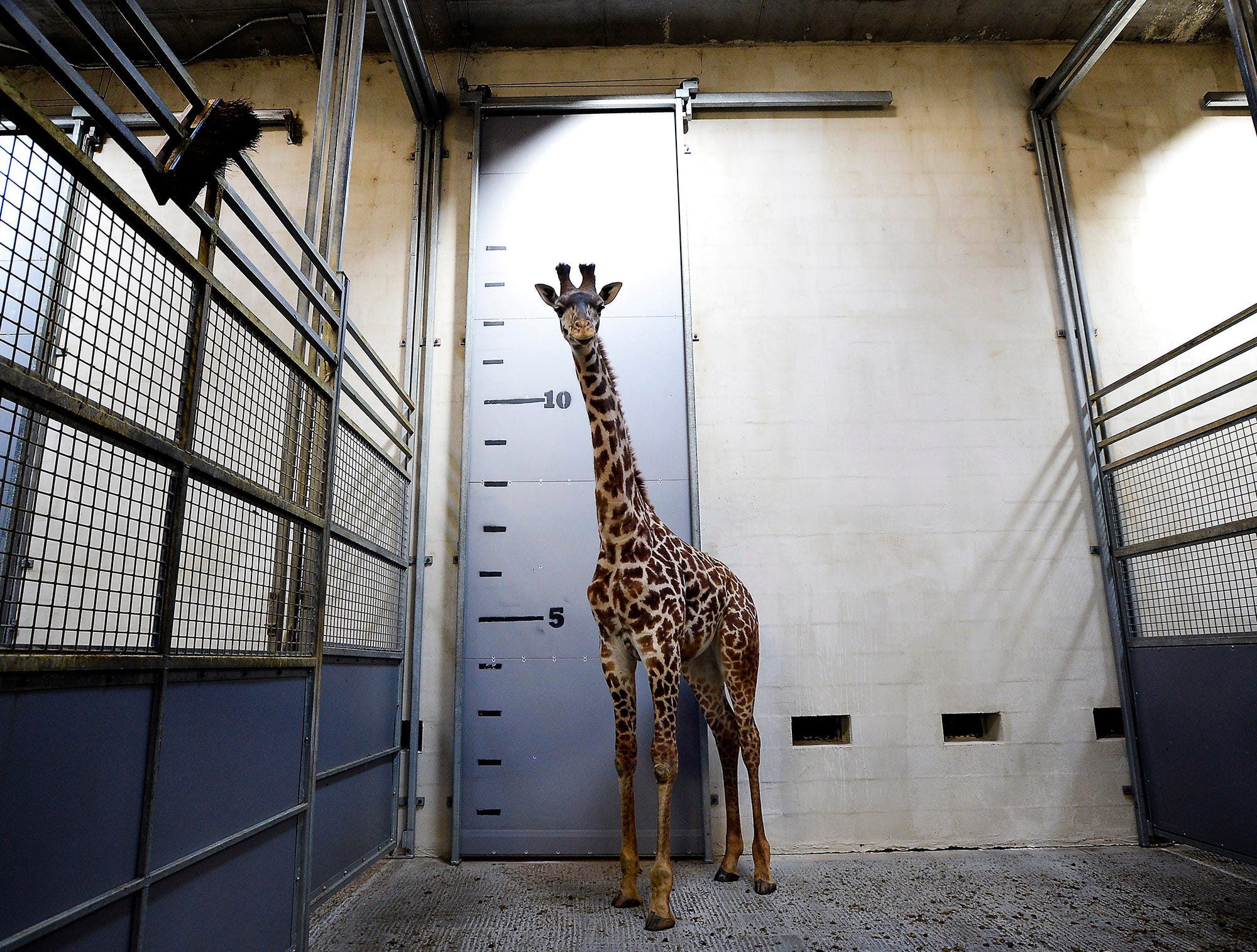 Greenville Zoo closes due to winter storm. How it's prepping animals, staff