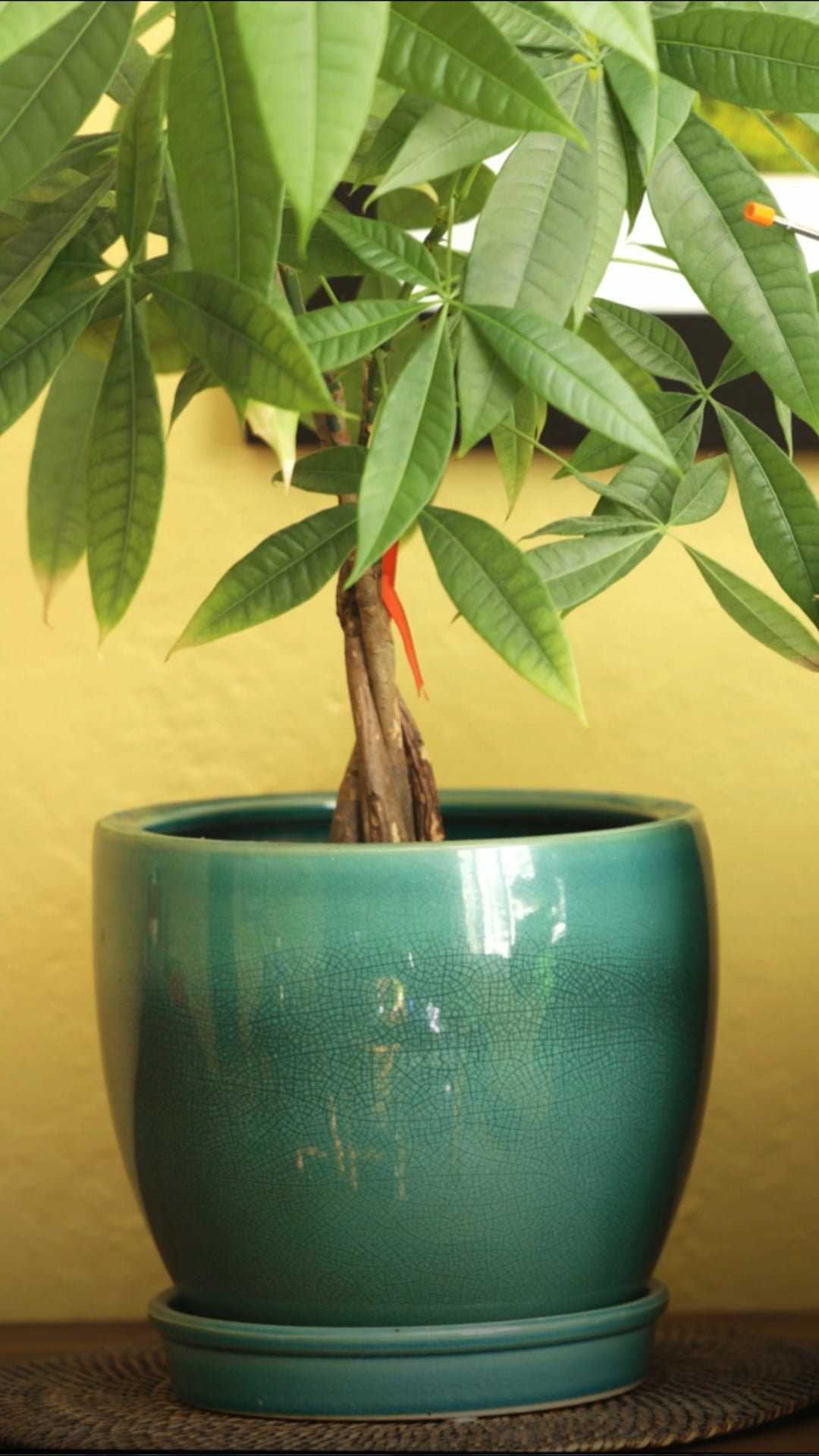 Esta planta de interior de la suerte ha sido nombrada planta del año 2026